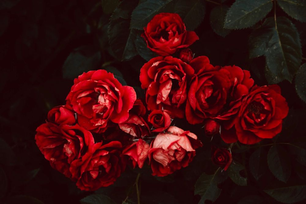 adelarosegold OnlyFans - Stats, Graphs, Photos & Profile Comparisons ...