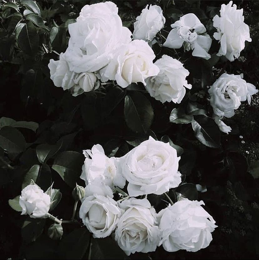 cecee_2025 OnlyFans - Stats, Graphs, Photos & Profile Comparisons ...