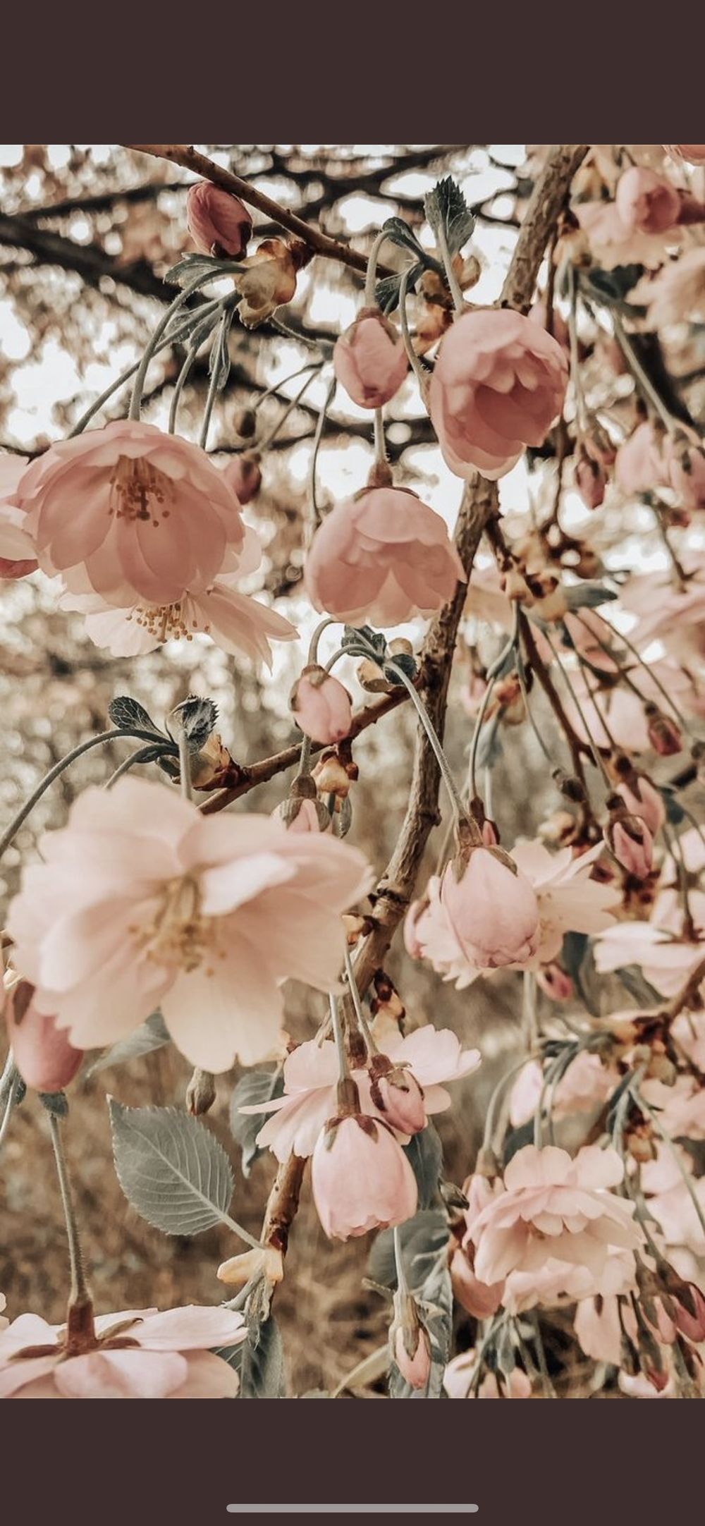 coco_qt OnlyFans - Stats, Graphs, Photos & Profile Comparisons | FansMetrics.com