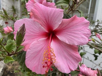 Best Emiok OnlyFans Accounts | FansMetrics.com