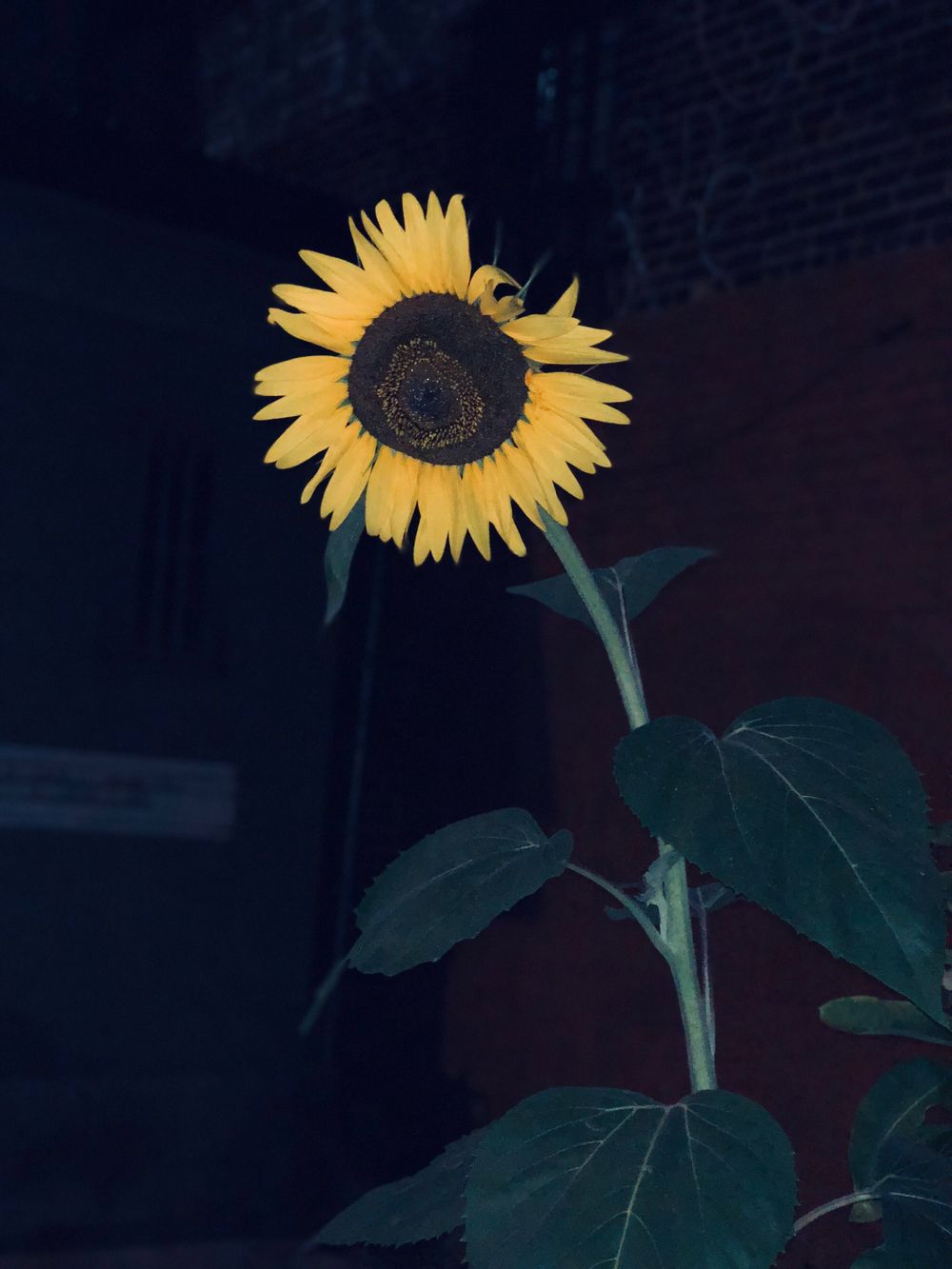 sin_rose OnlyFans - Stats, Graphs, Photos & Profile Comparisons ...