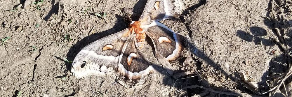 dinothing OnlyFans - Stats, Graphs, Photos & Profile Comparisons ...