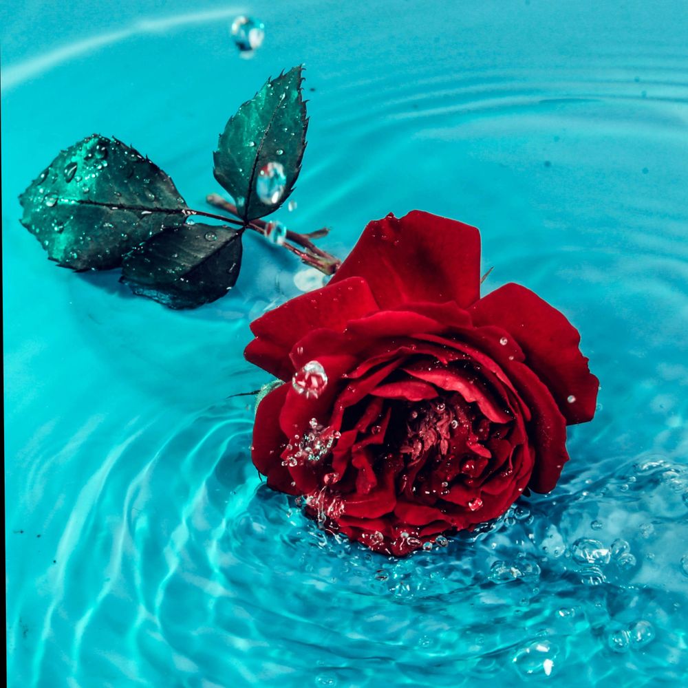 kittyrose89 OnlyFans - Stats, Graphs, Photos & Profile Comparisons ...