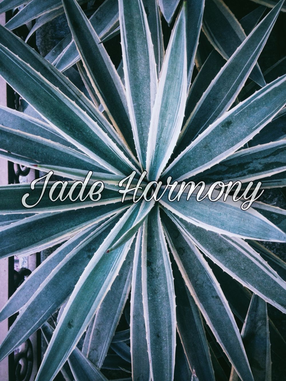 thejadeharmony OnlyFans - Free Trial - Photos - Socials | FansMetrics.com