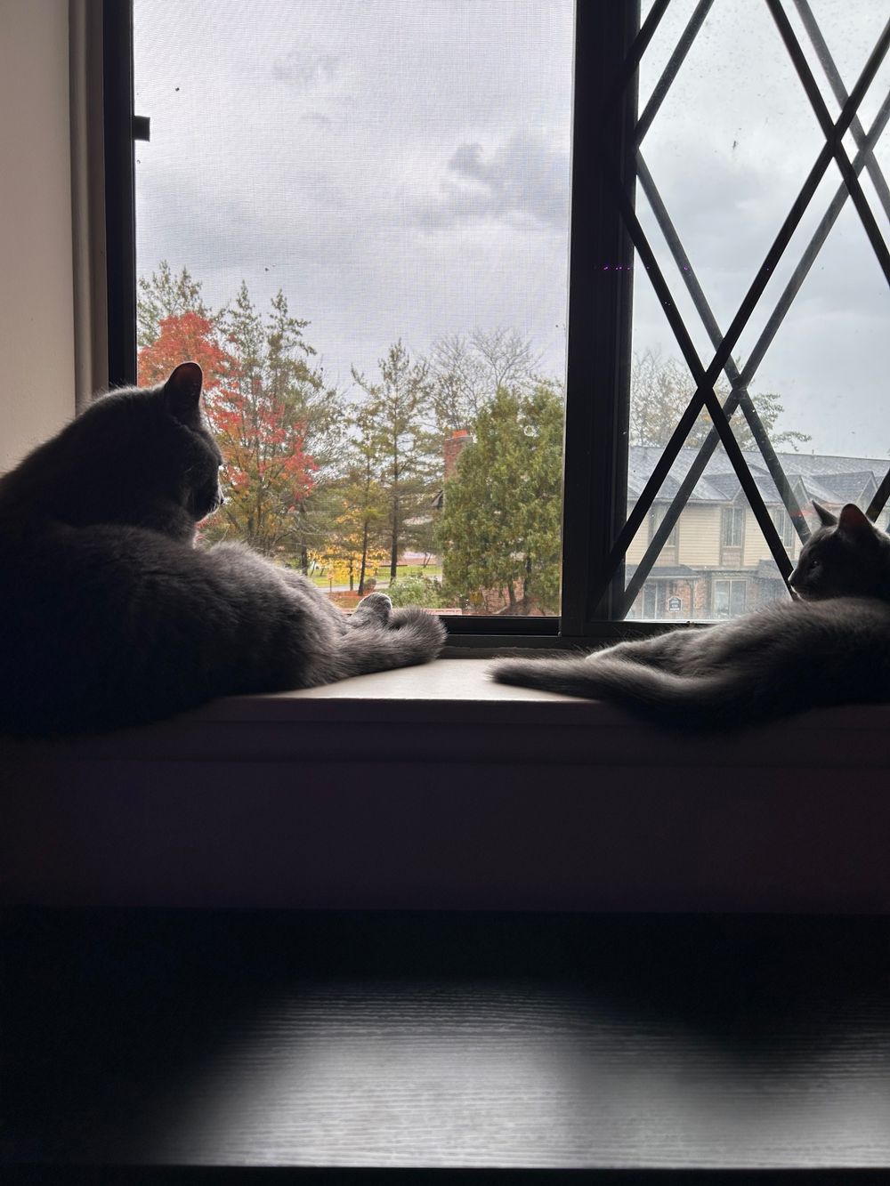 Jeannnnnnn Onlyfans Media Collection 2025: Vids & Pics #695